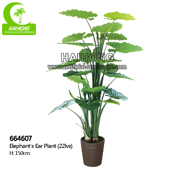 Elephoneの耳の植物