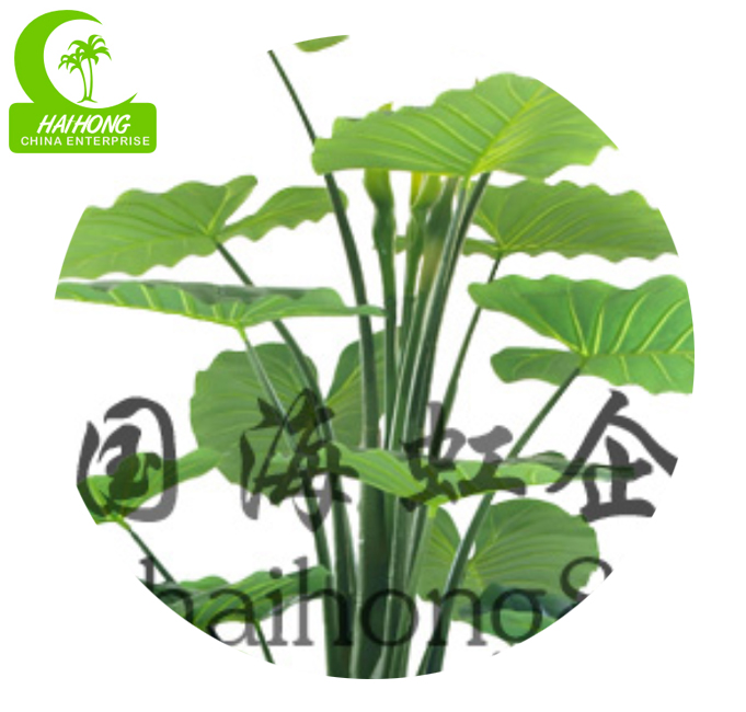 Elephoneの耳の植物