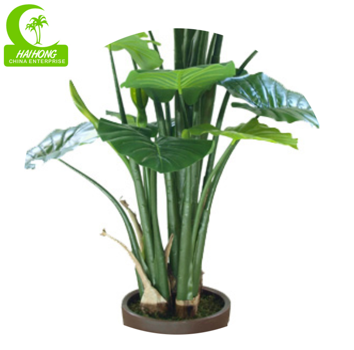 Elephoneの耳の植物