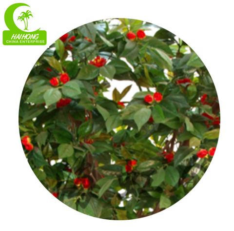 Albero di fioritura della camelia