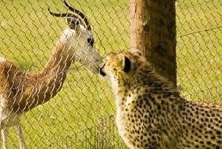 Maglia di recinto di filo metallico di muretto per il campo sportivo di svago/il recinto collegamento a catena della scuola