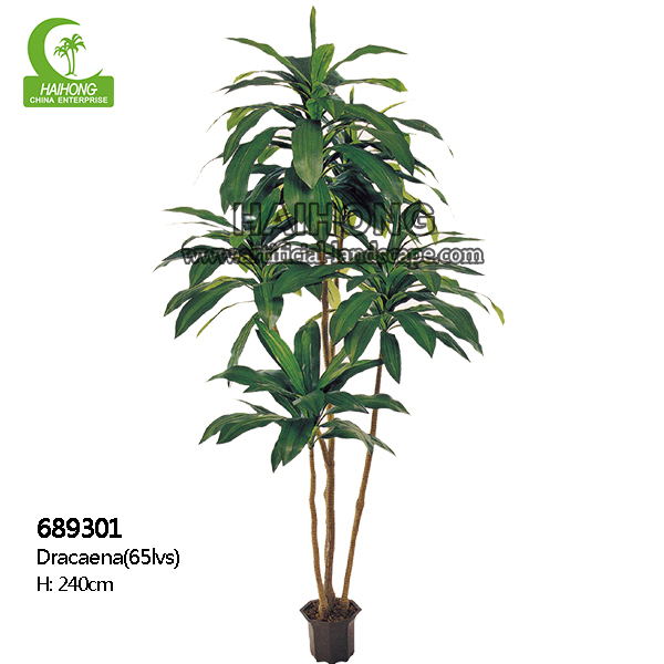 Dracaena
