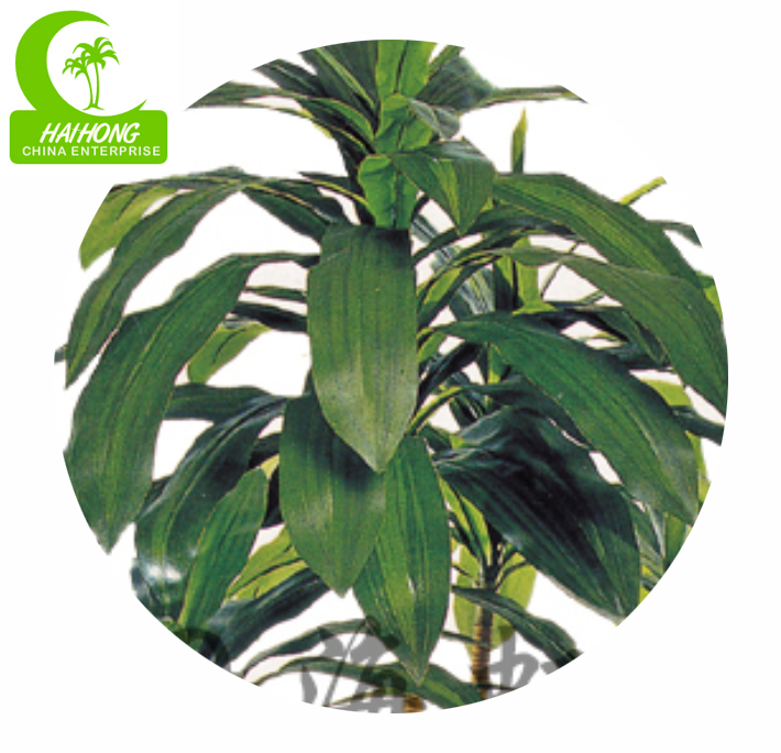 dracaena