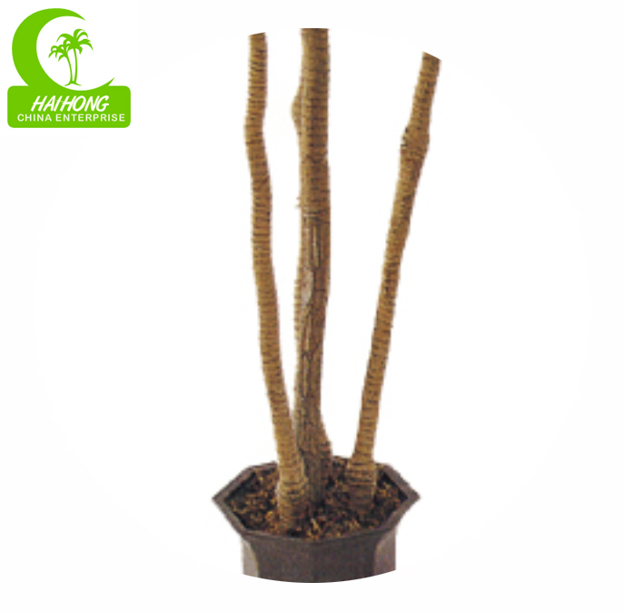 dracaena