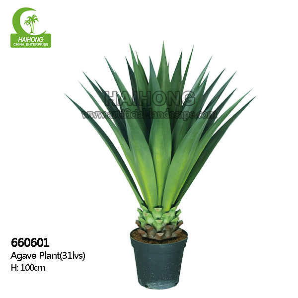リュウゼツランの植物