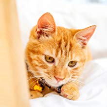 bolsos de basura del pei