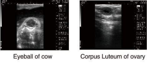Diagnoseultraschall-Ausrüstungs-Veterinärultraschall-Scanner mit OB-Software für Tiere und den 100 Bild-Speicher